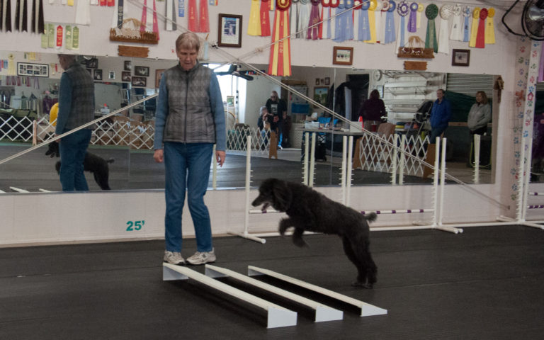 Good Dog Dog Training